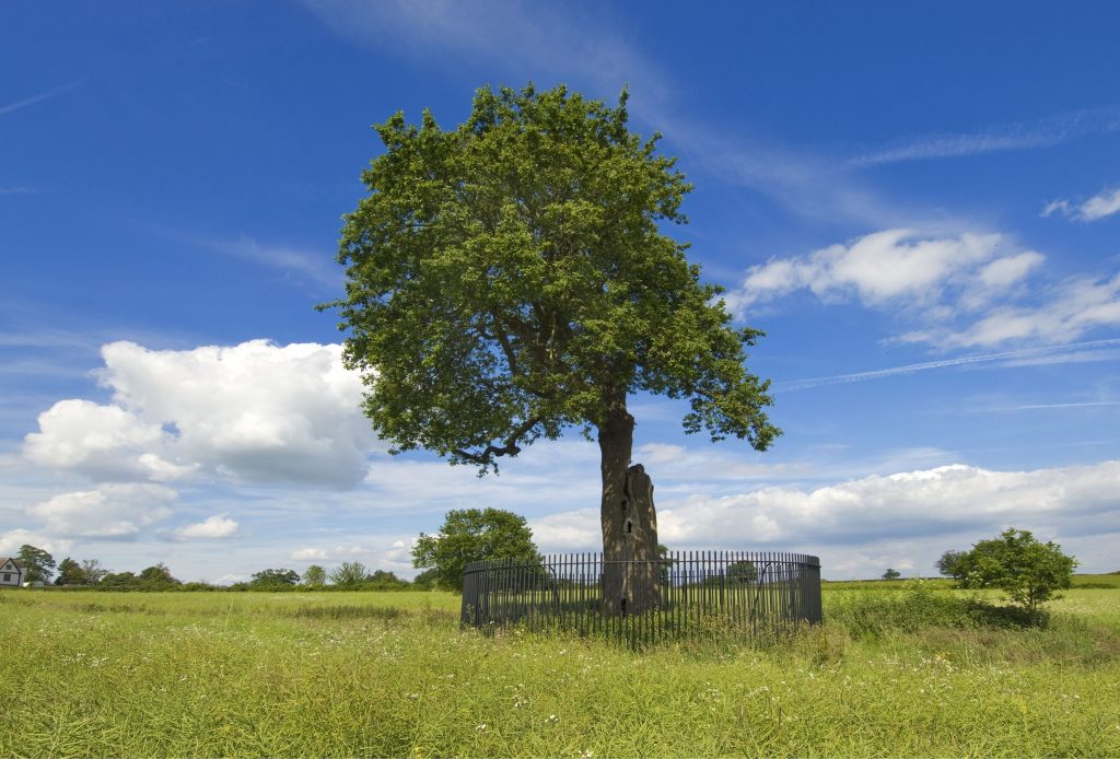 English Heritage to digitise management of its 38,000 trees with Alloy ...